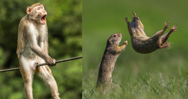 ФОТО Зэрлэг ан амьтдын хөгжилтэй төрхийг камерын дуранд буулгасан нь