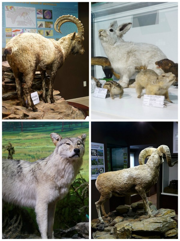 ФОТО Цэнгэг усны нөөц байгаль хамгаалах төвийн музей